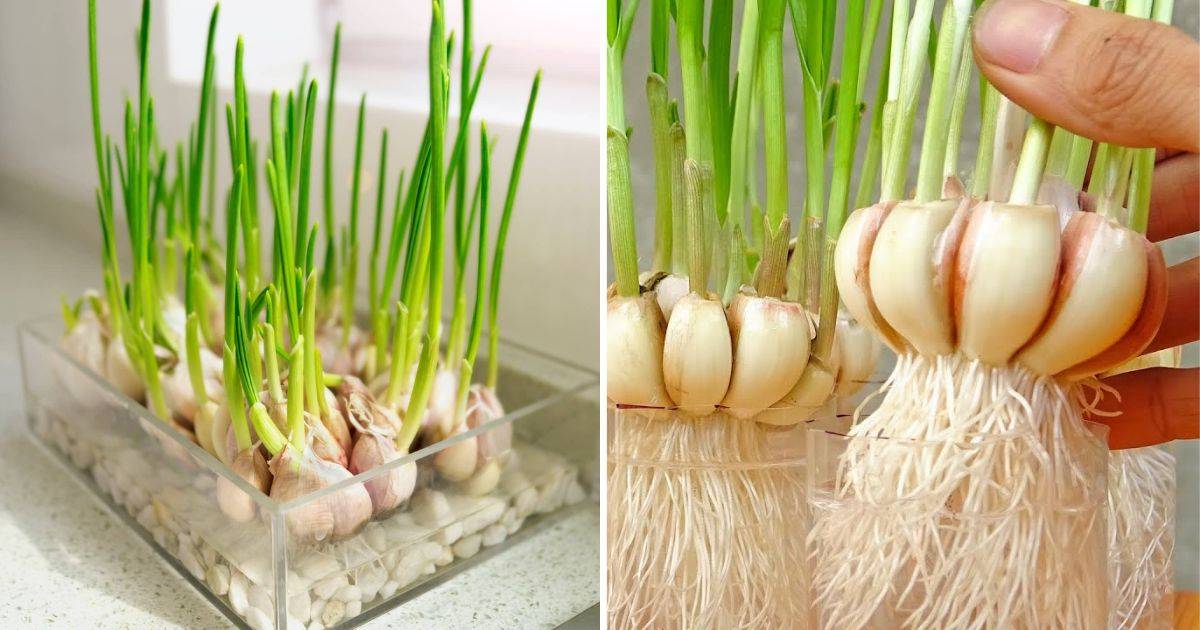 4 Steps To Growing Healthy And Flavorful Garlic In Water