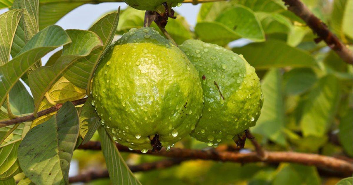 5 Tips To Grow Healthy And Productive Guava Trees From Guava Leaves