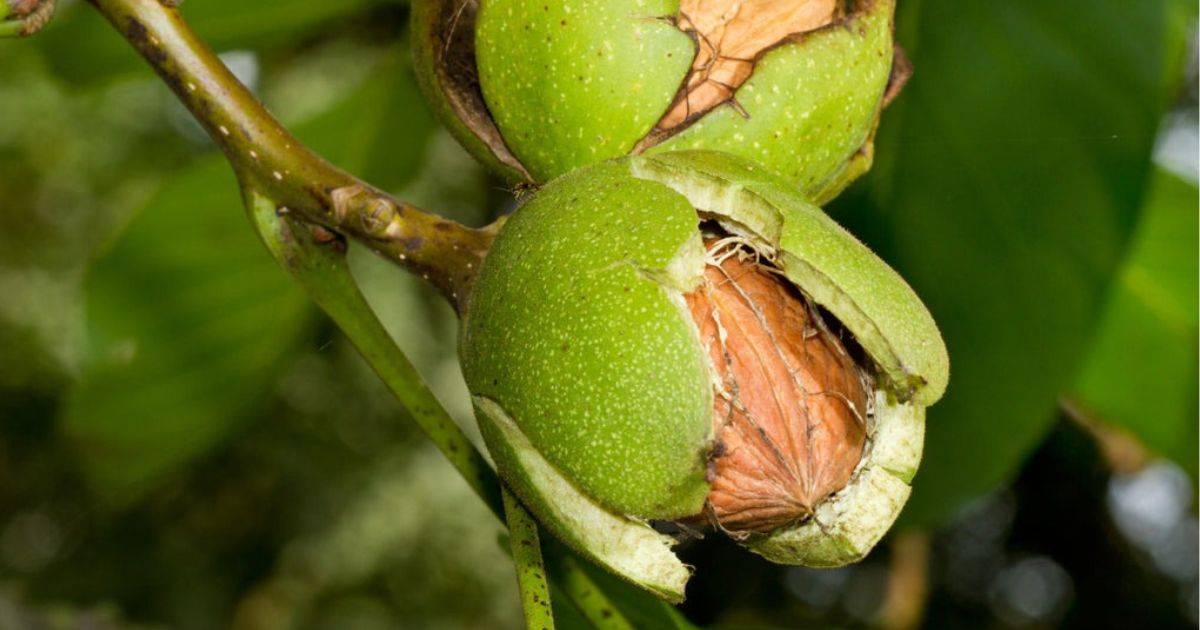 How To Start And Care For A Walnut Tree From Seeds