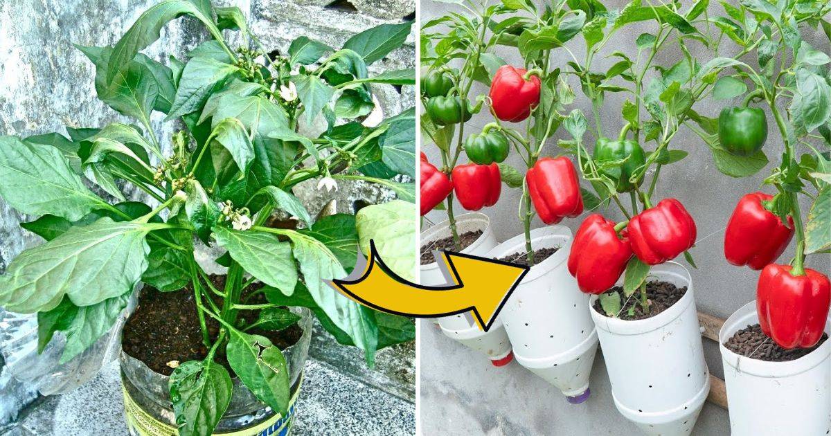Growing Peppers In Plastic Bottles: A Creative And Sustainable Solution ...