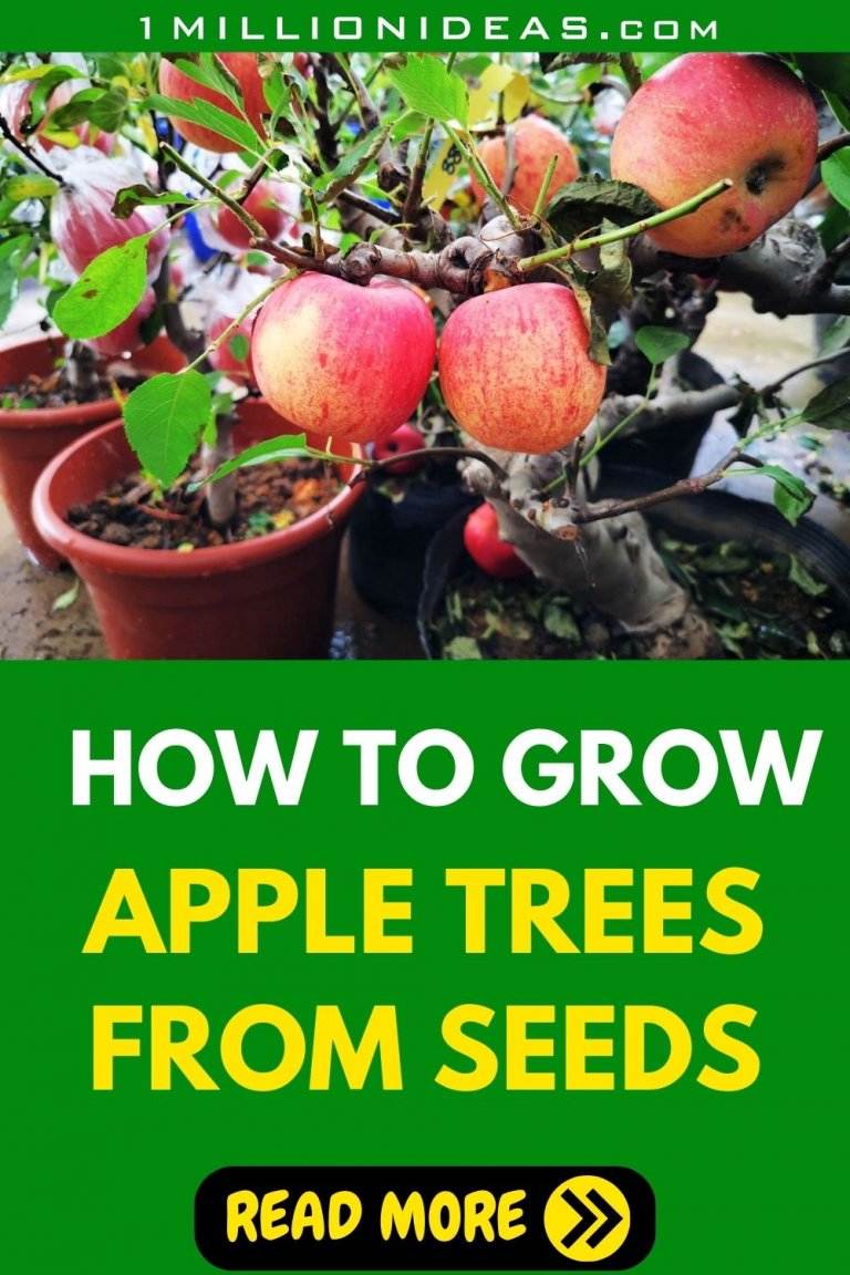 How To Grow Apple Trees From Seeds: Tips And Tricks For Success
