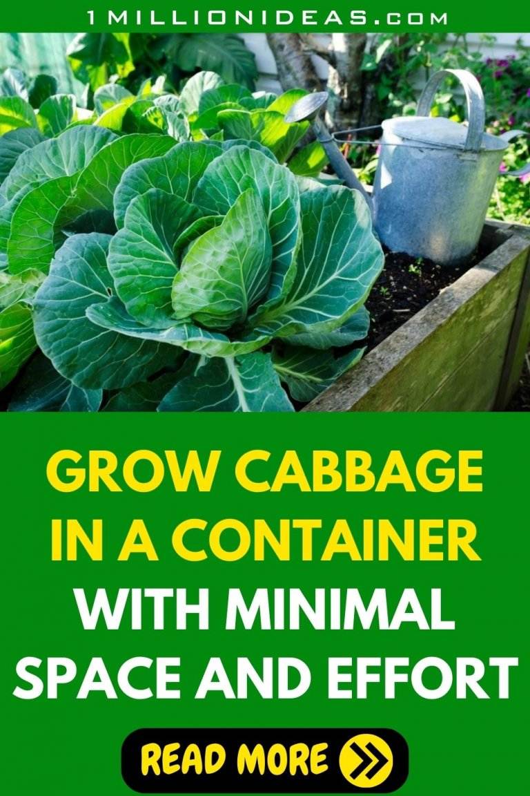 How To Grow Cabbage In A Container With Minimal Space And Effort