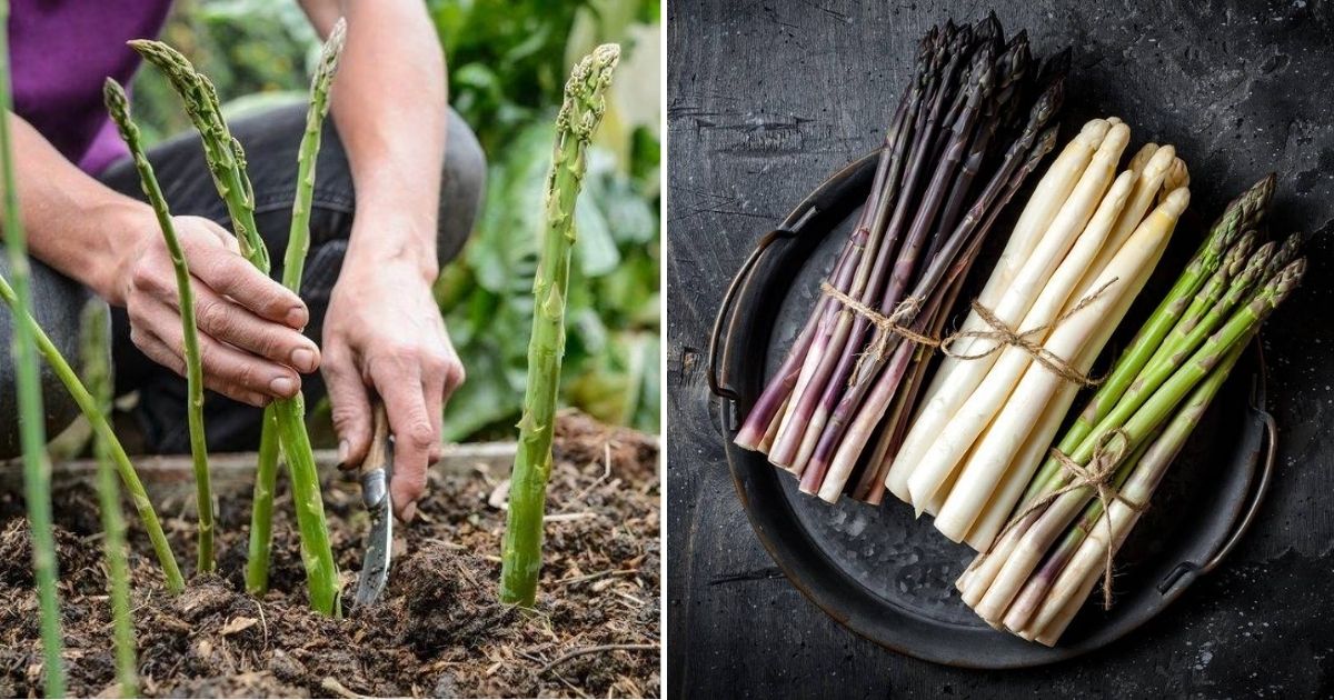 Grow Asparagus In Containers: How To Enjoy This Perennial Vegetable ...