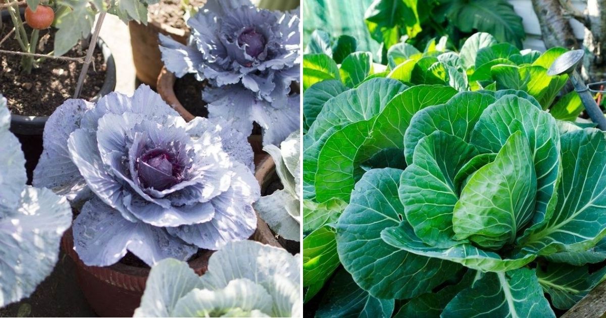 How To Grow Cabbage In A Container With Minimal Space And Effort