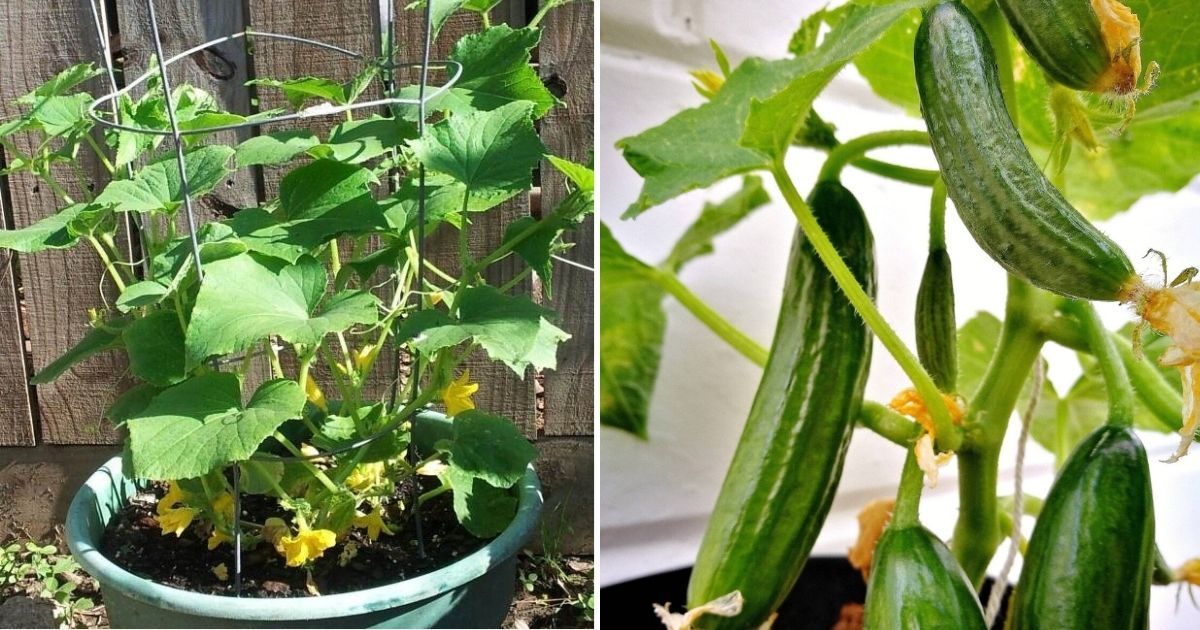5 Simple Secrets To Growing Cucumbers In Containers Successfully