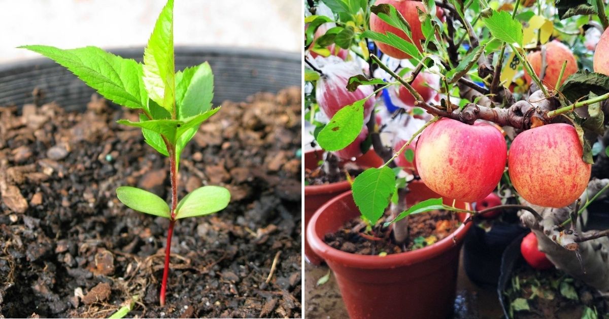 How To Grow Apple Trees From Seeds: Tips And Tricks For Success