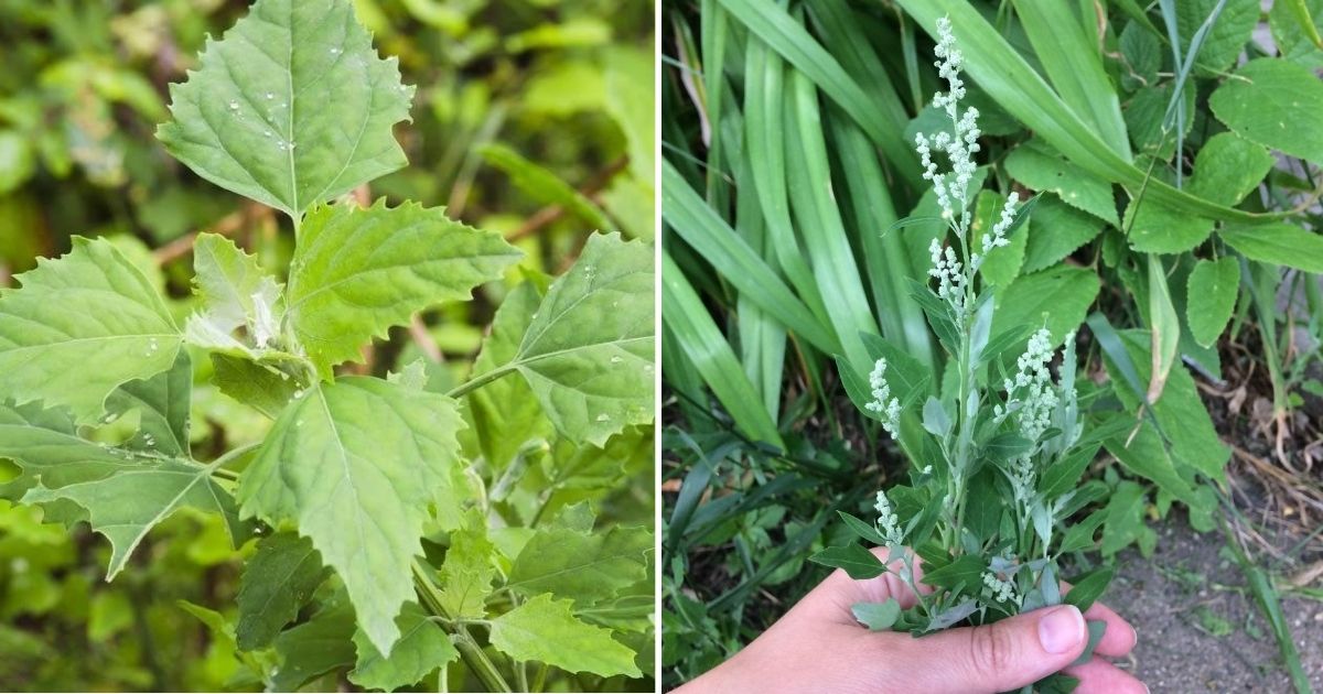 Unveil Potentials Of Lambs' Quarters: The Weed Can Purify Your Soil And ...