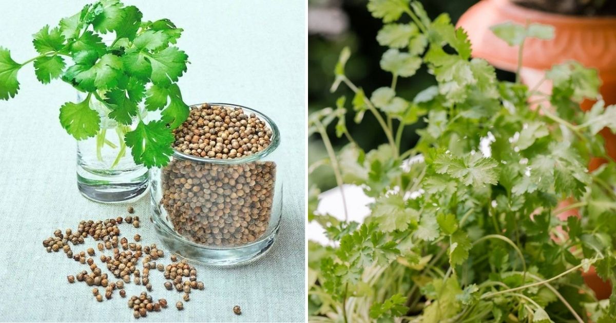 How To Grow Fresh And Flavorful Coriander In Water At Home