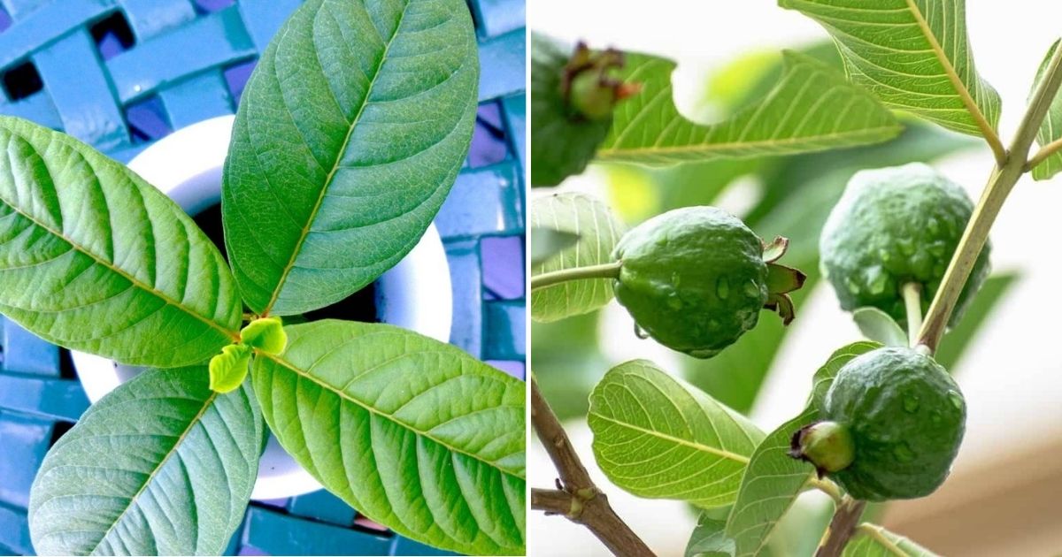 5 Tips To Grow Healthy And Productive Guava Trees From Guava Leaves