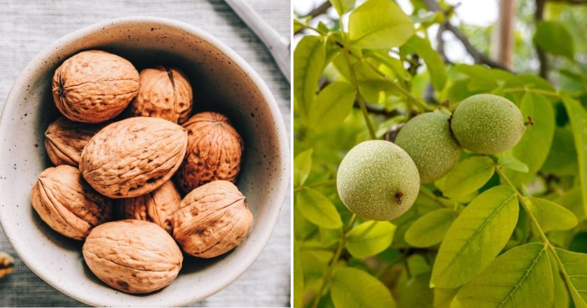 How To Start And Care For A Walnut Tree From Seeds
