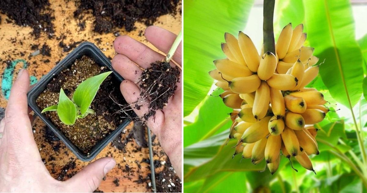 7 Surprising Ways Cherry Pits Can Boost Your Health