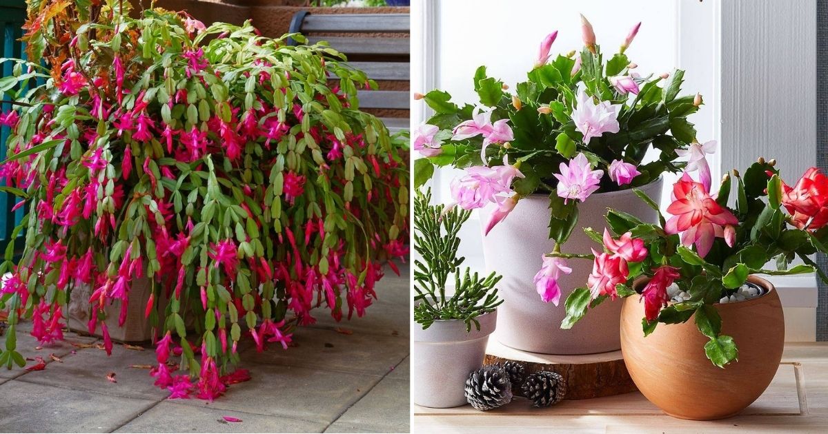 Tips To Make Christmas Cactus Bloom In Time For The Holidays