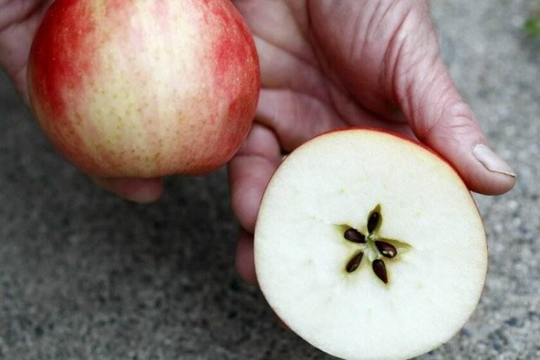 How To Grow Apple Trees From Seeds: Tips And Tricks For Success