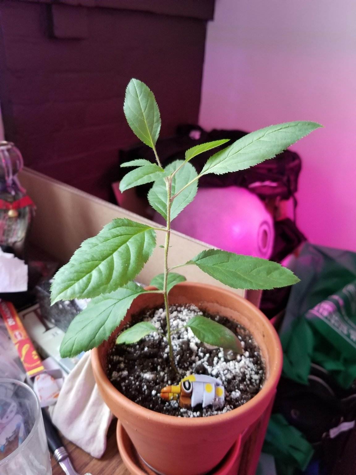 How To Grow Apple Trees From Seeds: Tips And Tricks For Success