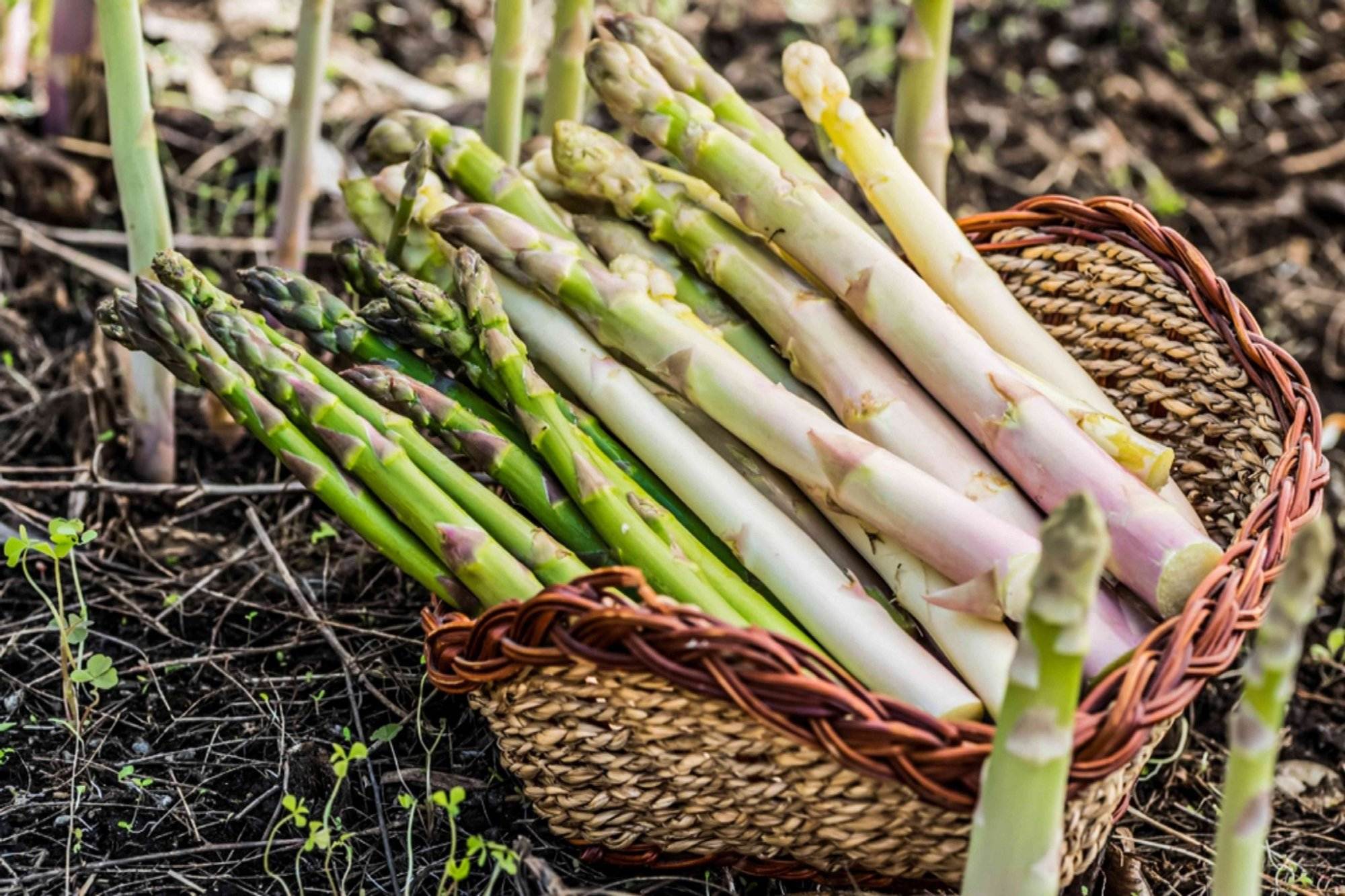 Grow Asparagus In Containers: How To Enjoy This Perennial Vegetable ...