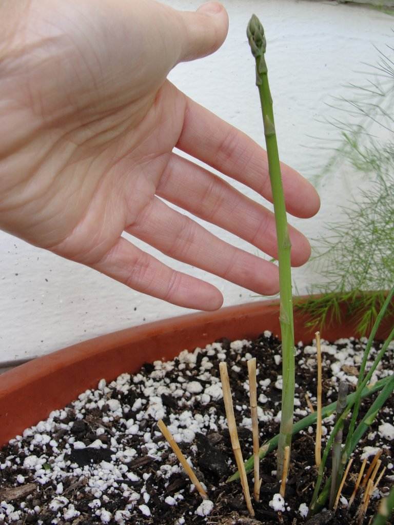 Grow Asparagus In Containers: How To Enjoy This Perennial Vegetable ...