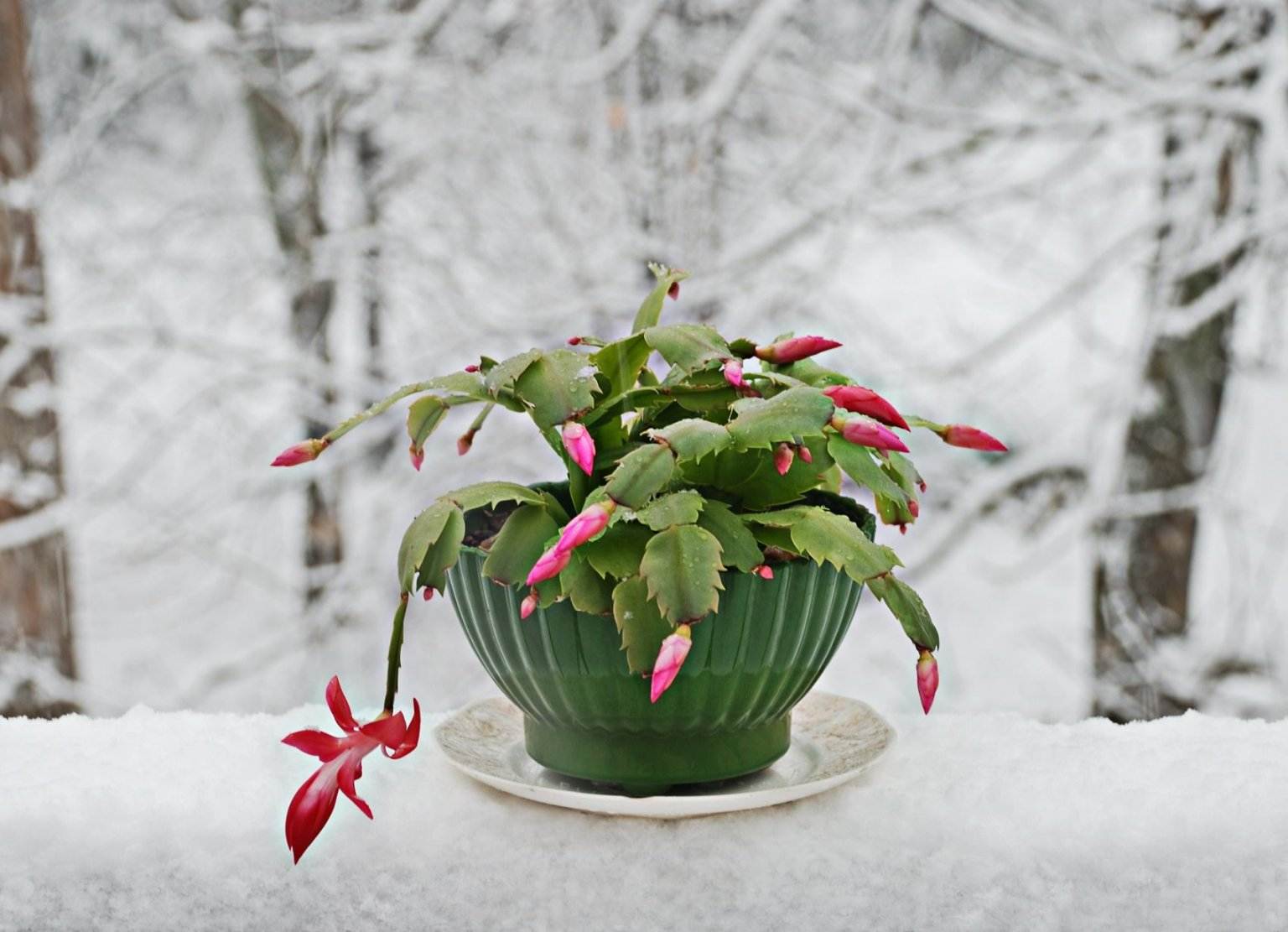 Tips To Make Christmas Cactus Bloom In Time For The Holidays