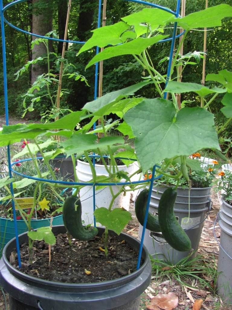 5 Simple Secrets To Growing Cucumbers In Containers Successfully