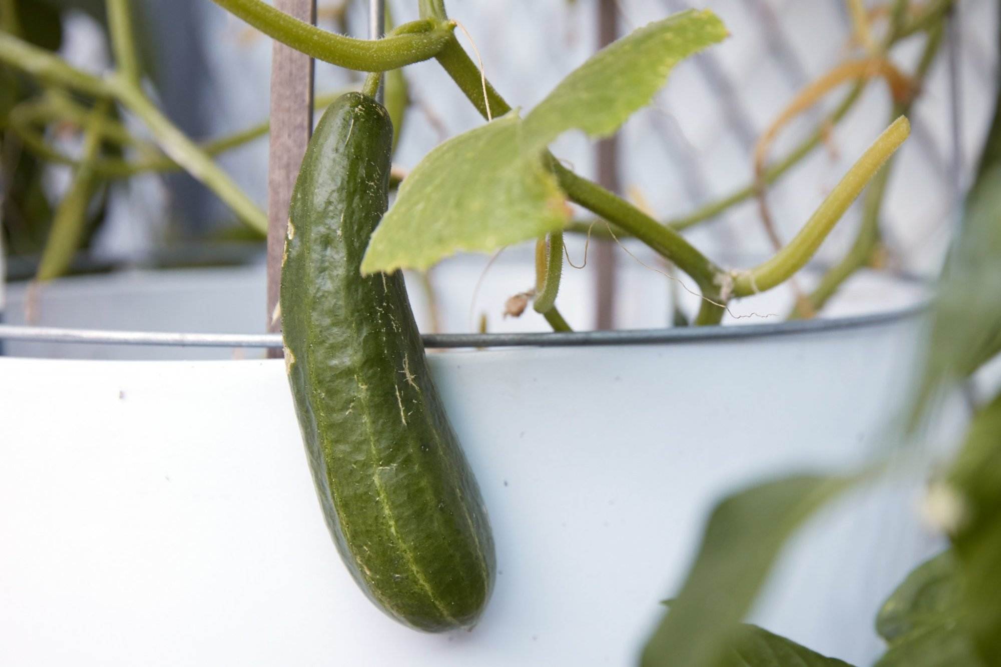 5 Simple Secrets To Growing Cucumbers In Containers Successfully