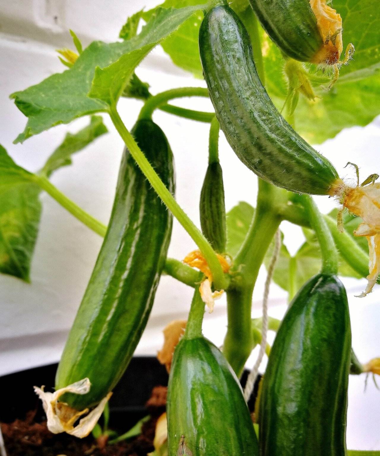 5 Simple Secrets To Growing Cucumbers In Containers Successfully