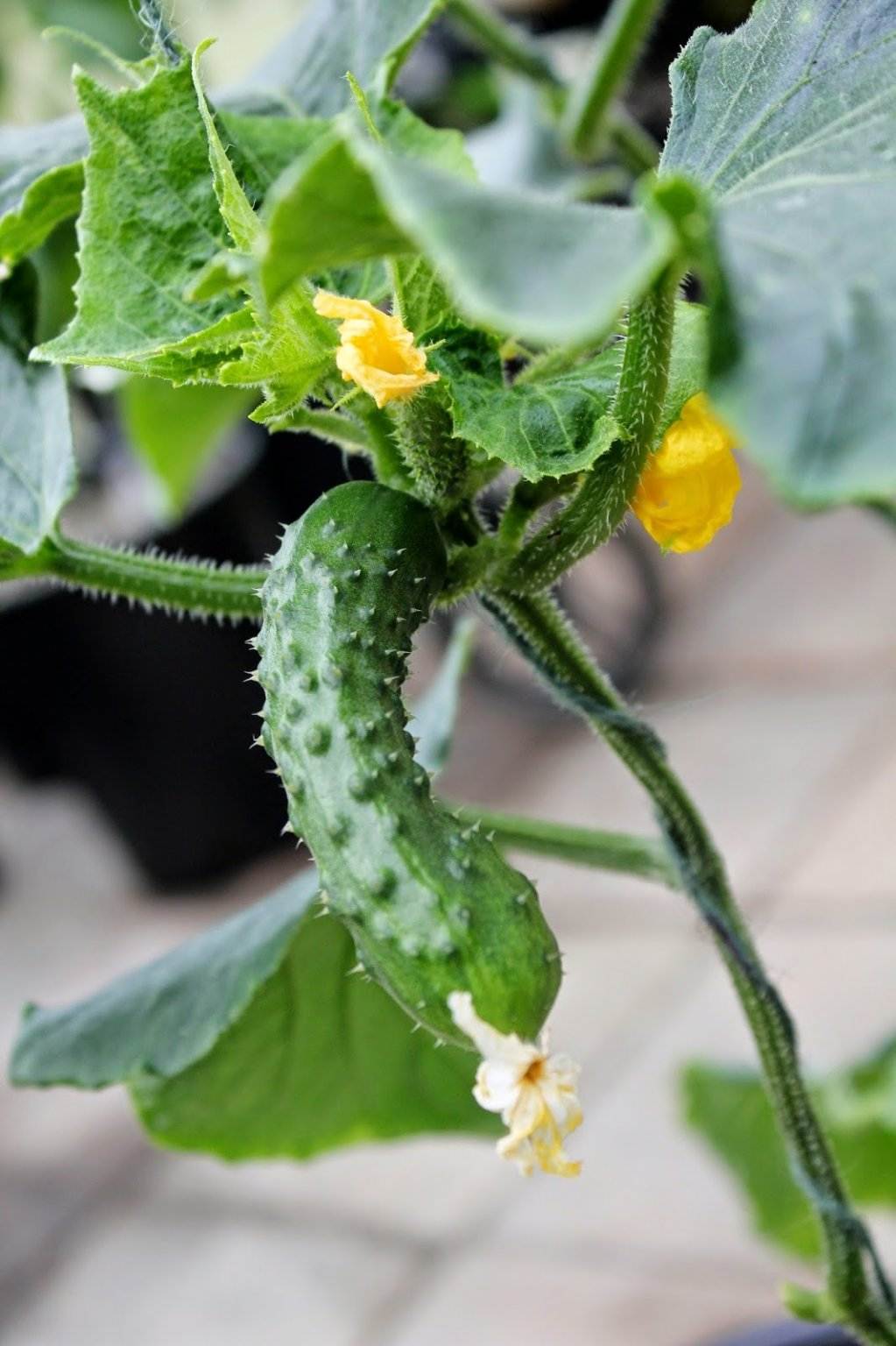 5 Simple Secrets To Growing Cucumbers In Containers Successfully