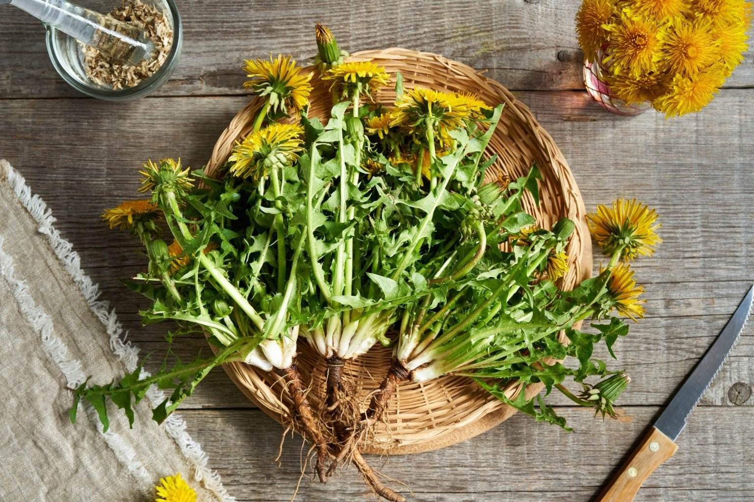 6 Amazing Benefits Of Dandelion Roots For Your Garden And Your Body
