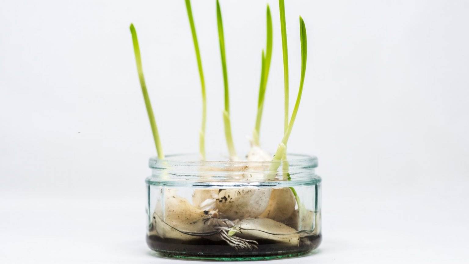 4 Steps To Growing Healthy And Flavorful Garlic In Water