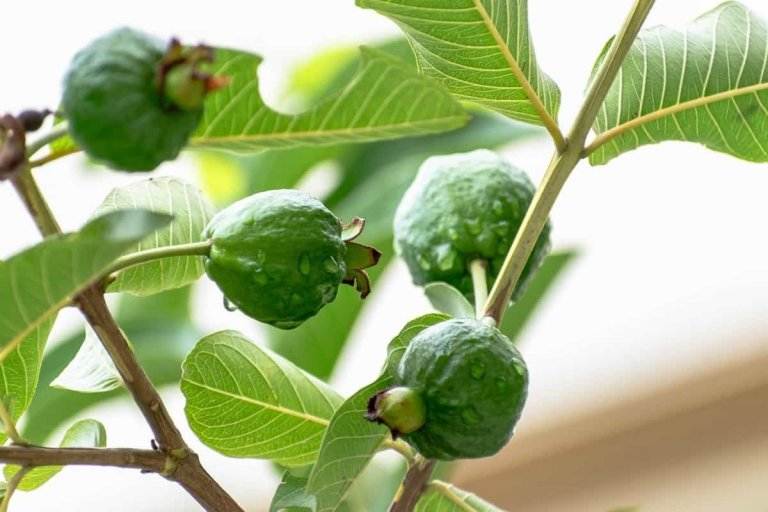 5 Tips To Grow Healthy And Productive Guava Trees From Guava Leaves