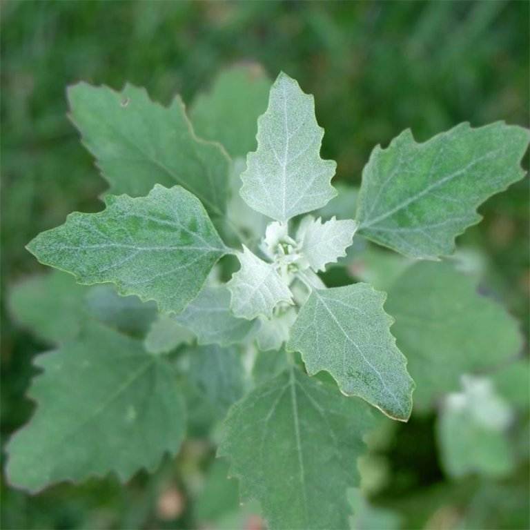 Unveil Potentials Of Lambs' Quarters: The Weed Can Purify Your Soil And ...