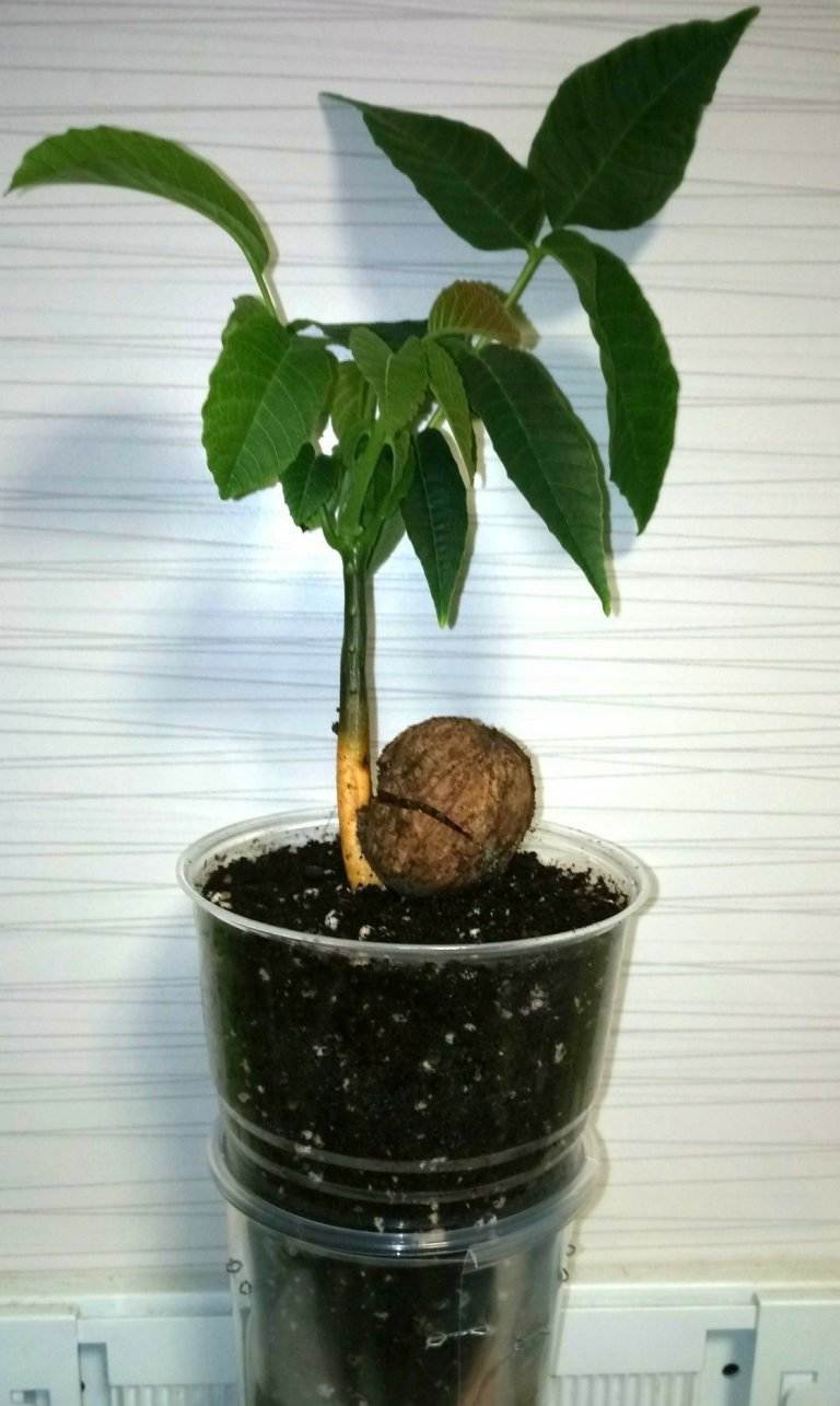 How To Start And Care For A Walnut Tree From Seeds