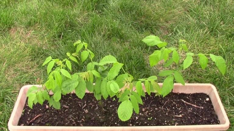How To Start And Care For A Walnut Tree From Seeds