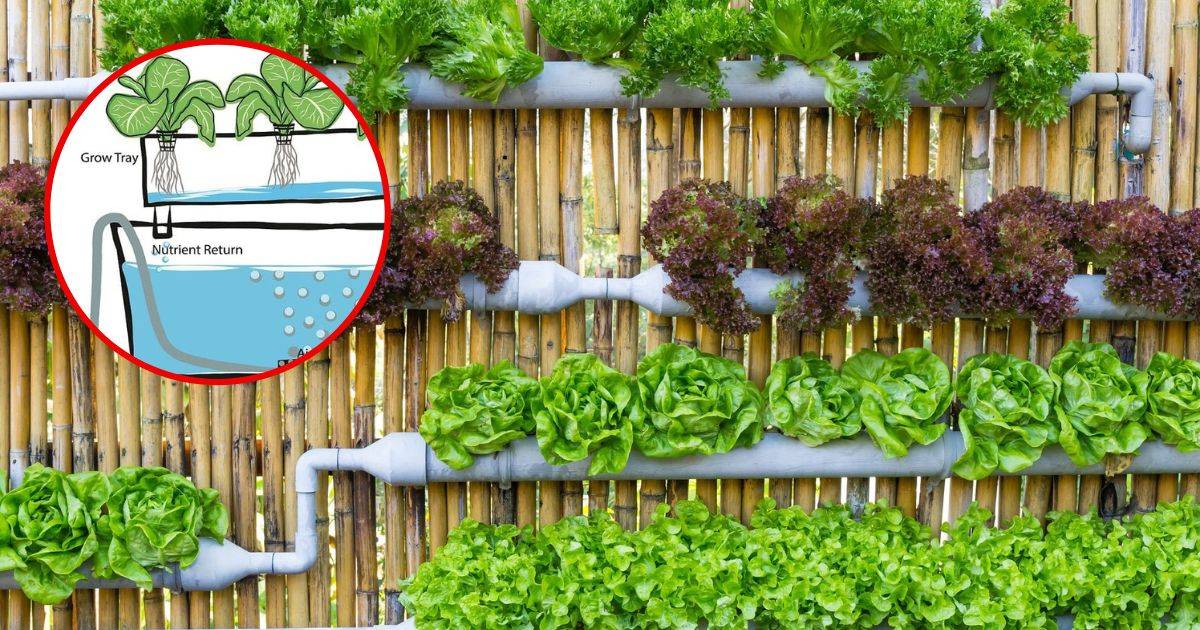 How To Make A DIY Hydroponics Growing System In 6 Easy Steps