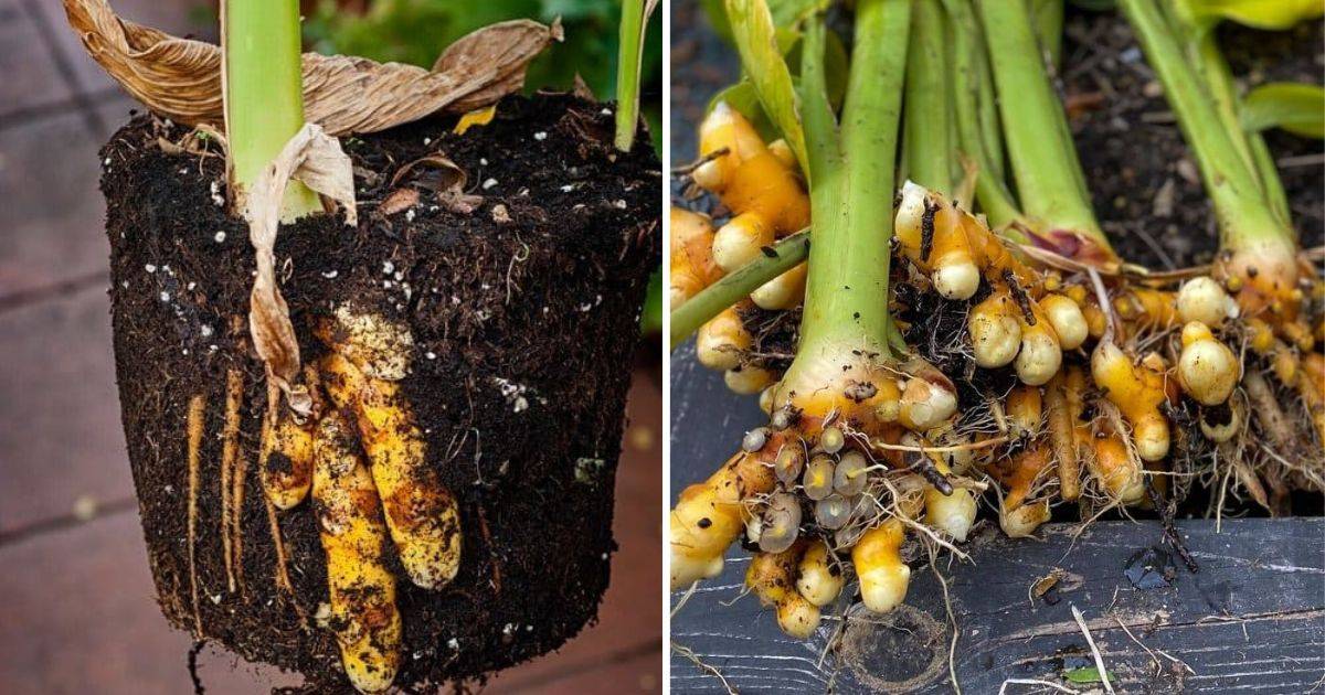 How To Grow Turmeric In Containers: A Practical Guide For Home Gardeners