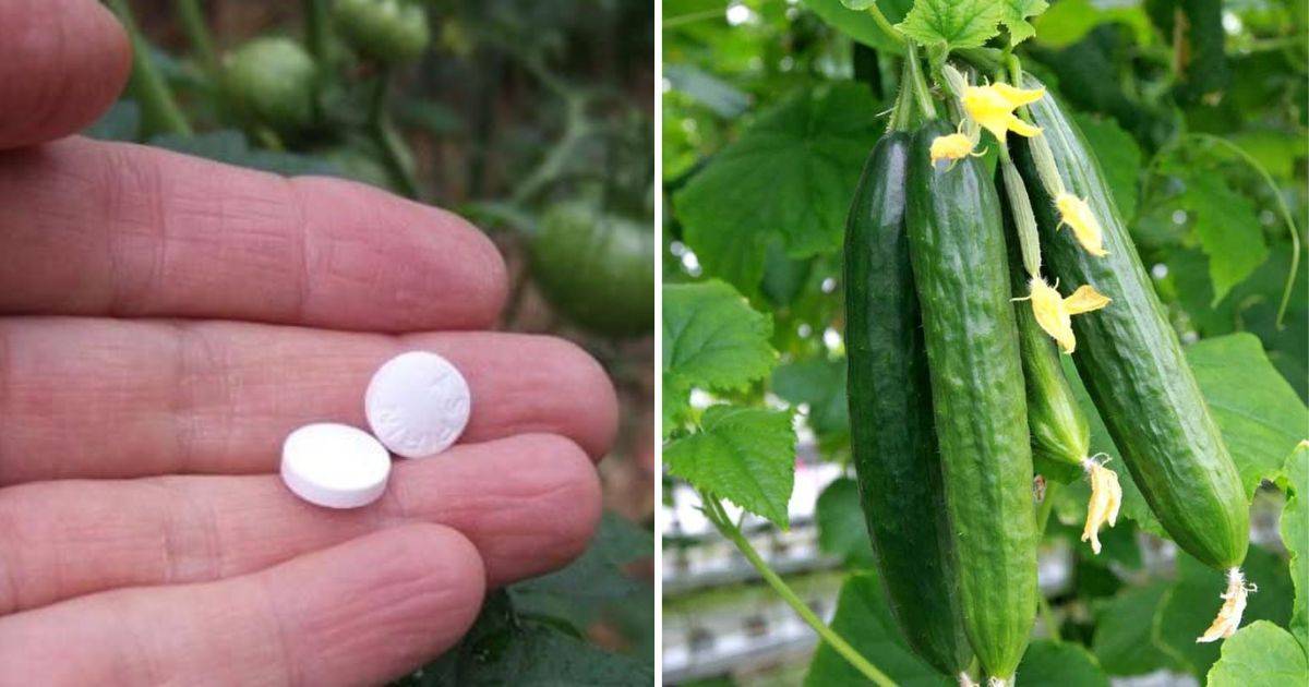 How To Have A Bountiful Harvest Of Cucumbers With Just One Secret ...