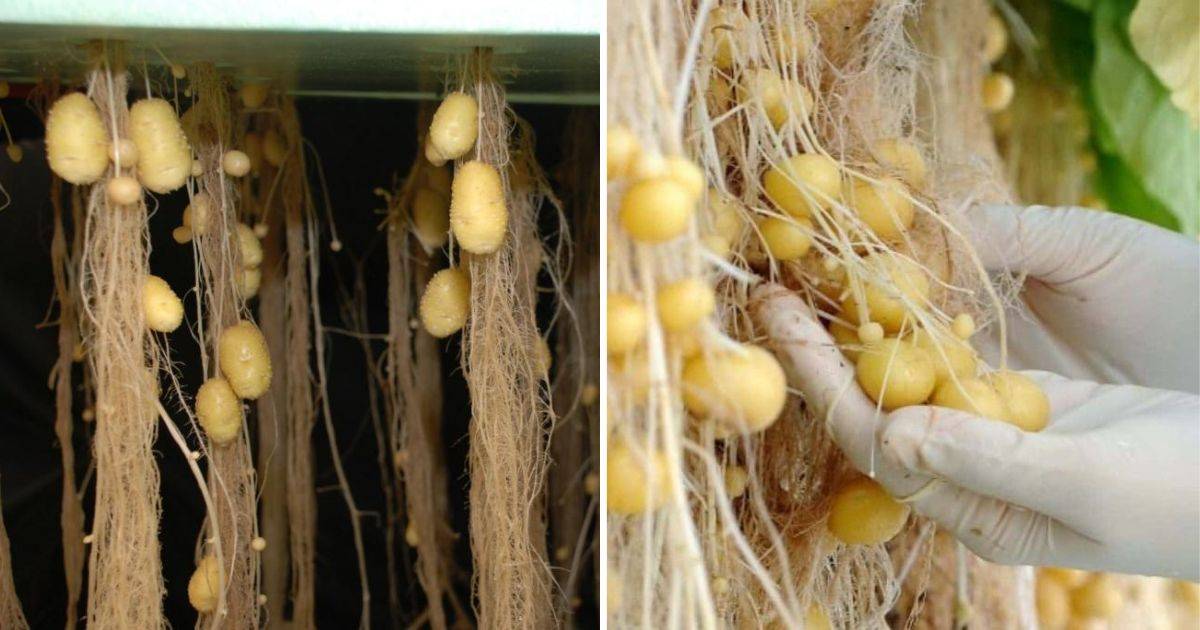 How To Grow Potatoes Without Soil That Improves The Yield By 10 Times