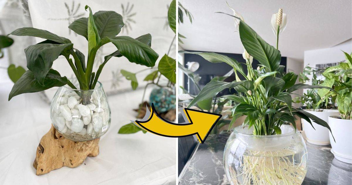 10 Ways To Get Your Peace Lily To Bloom More Often