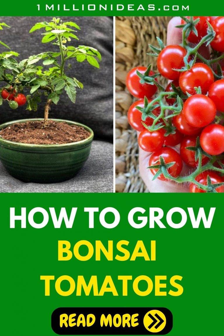 Bonsai Tomatoes: How To Grow And Care For These Tiny And Tasty Plants