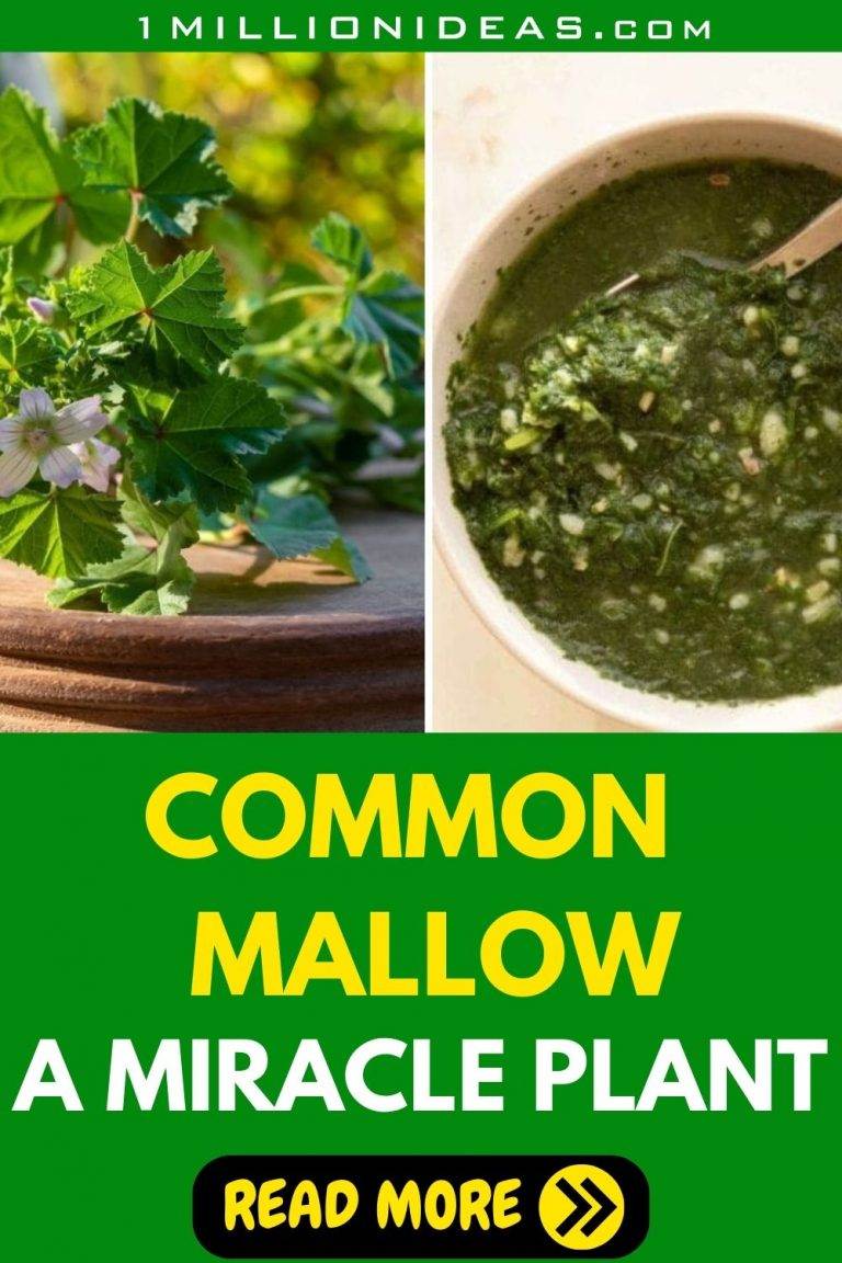 Common Mallow: A Miracle Plant That Can Treat A Variety of Ailments And ...