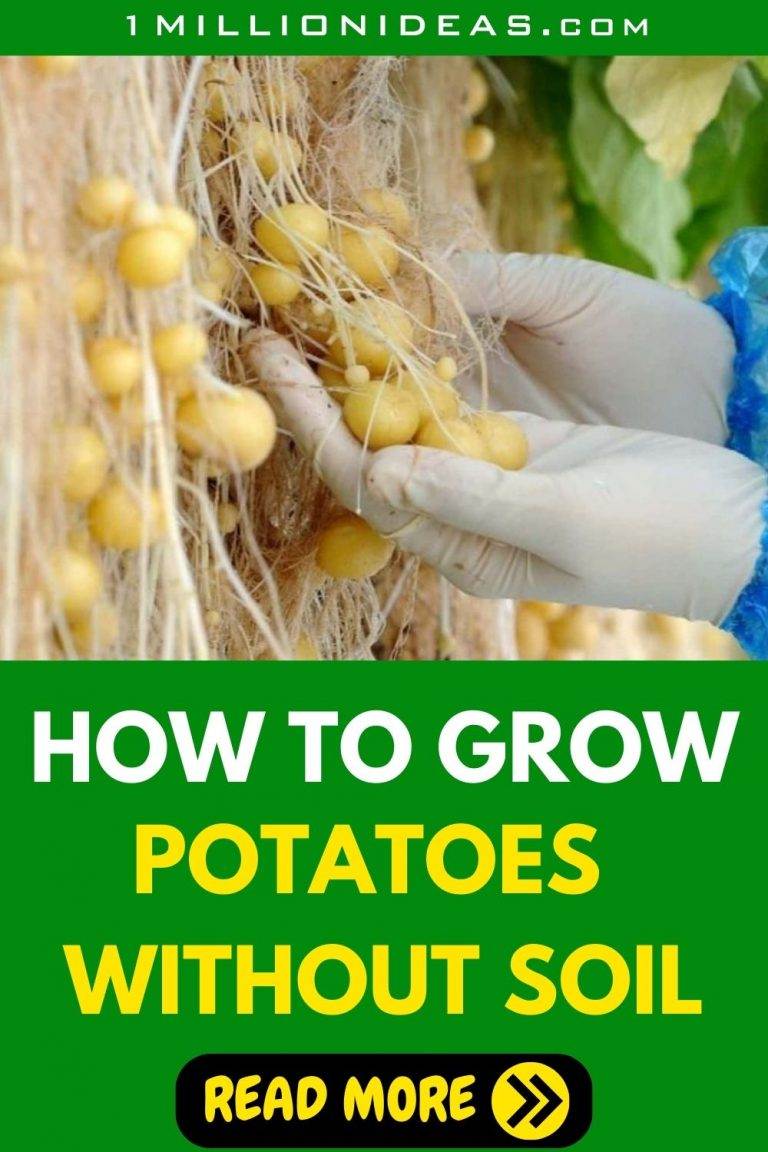 How To Grow Potatoes Without Soil That Improves The Yield By 10 Times