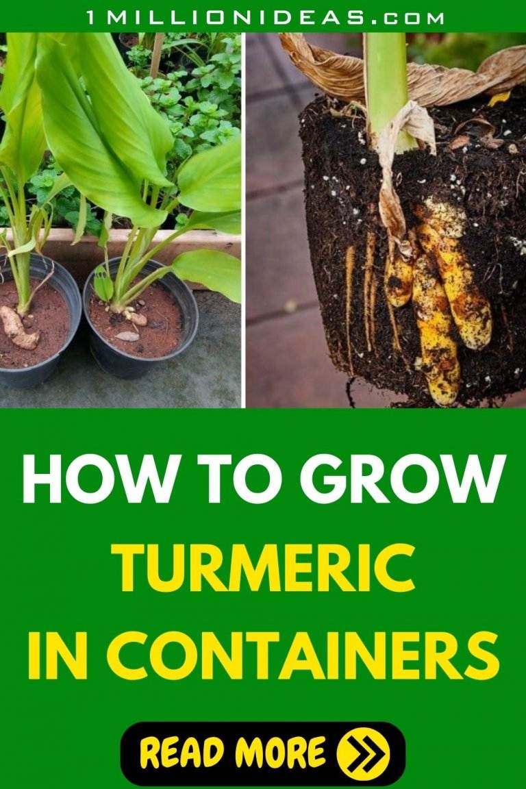 How To Grow Turmeric In Containers: A Practical Guide For Home Gardeners