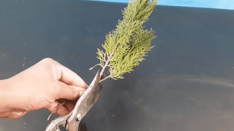 How To Grow New Thuja Plants From Cuttings With Aloe Vera Gel