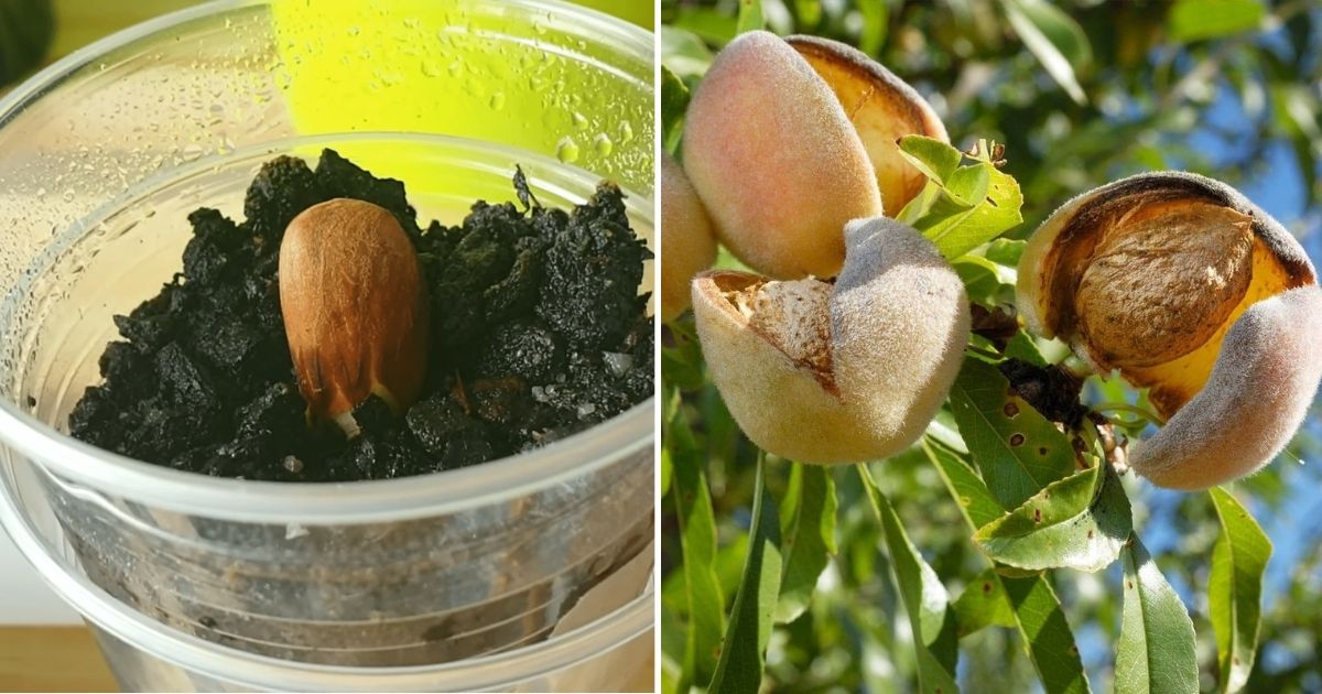 The Best And Easiest Method To Grow An Almond Tree From Seeds At Home