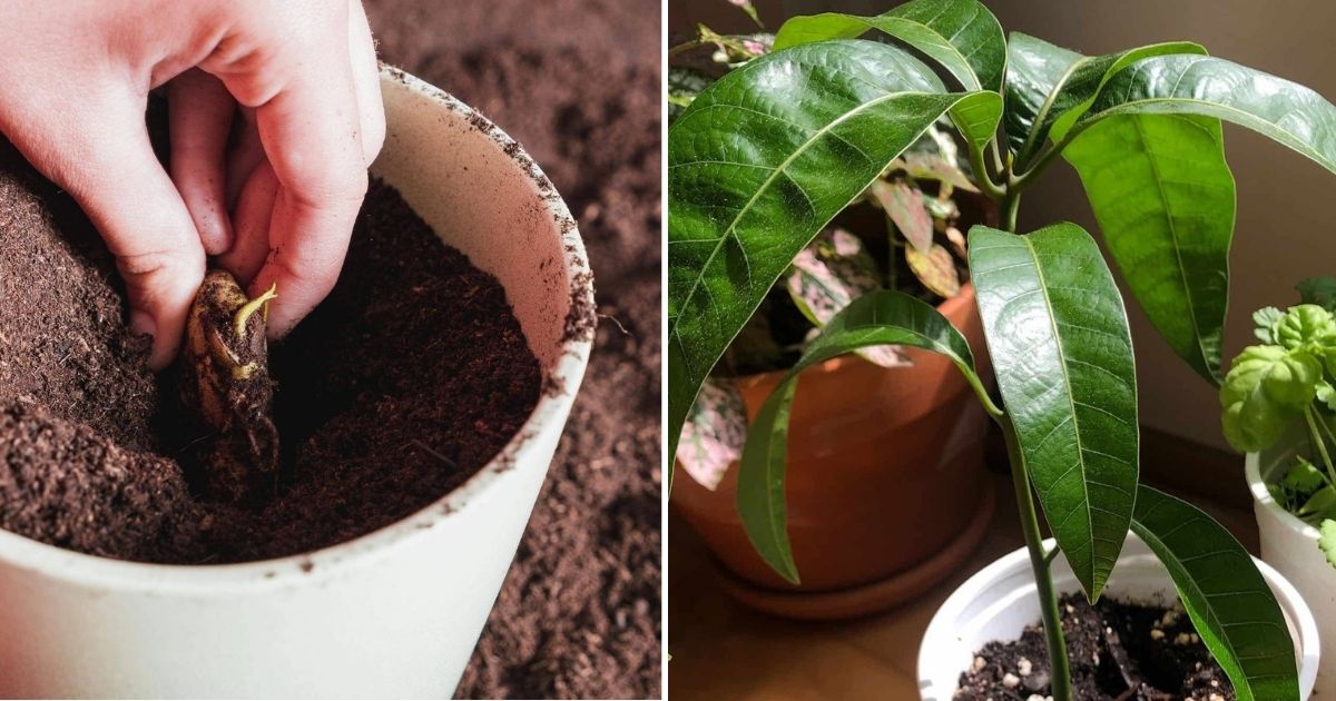 How To Start A Mango Orchard From Seeds At Home