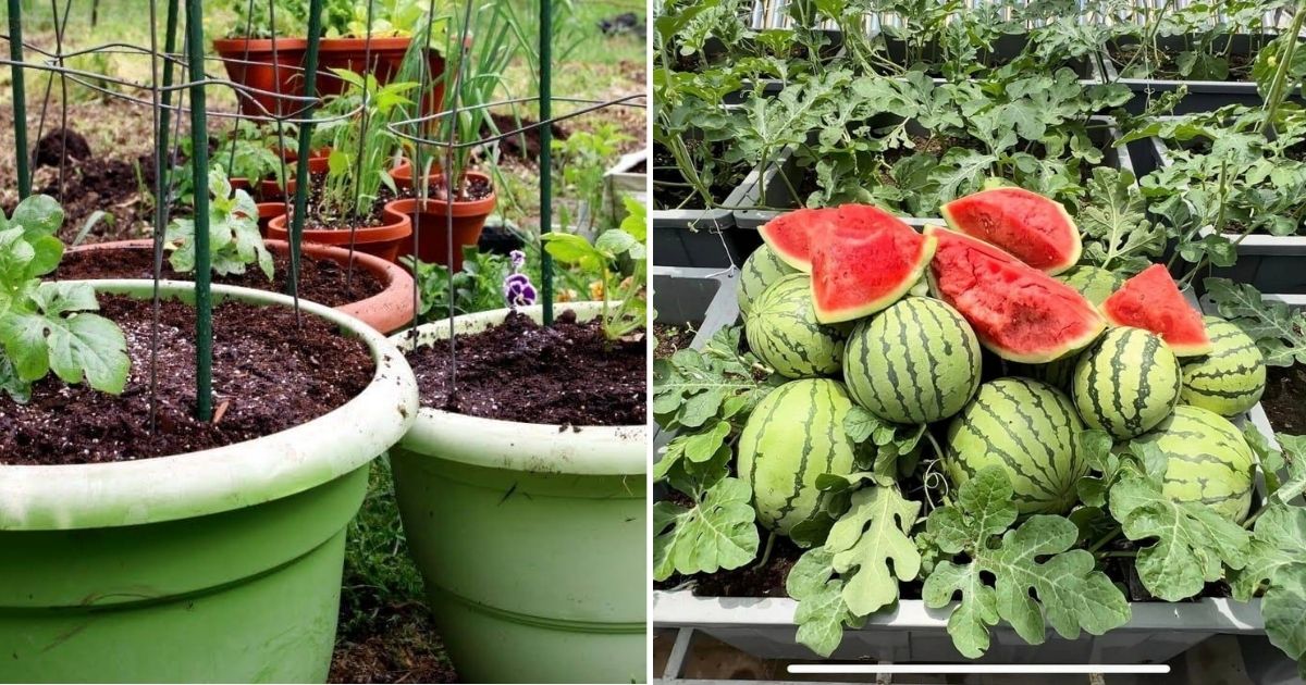 Watermelon Container Gardening: How To Grow Large And Tasty Watermelons ...