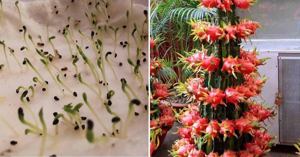 The Best Practice To Grow Your Own Dragon Fruit From Seeds