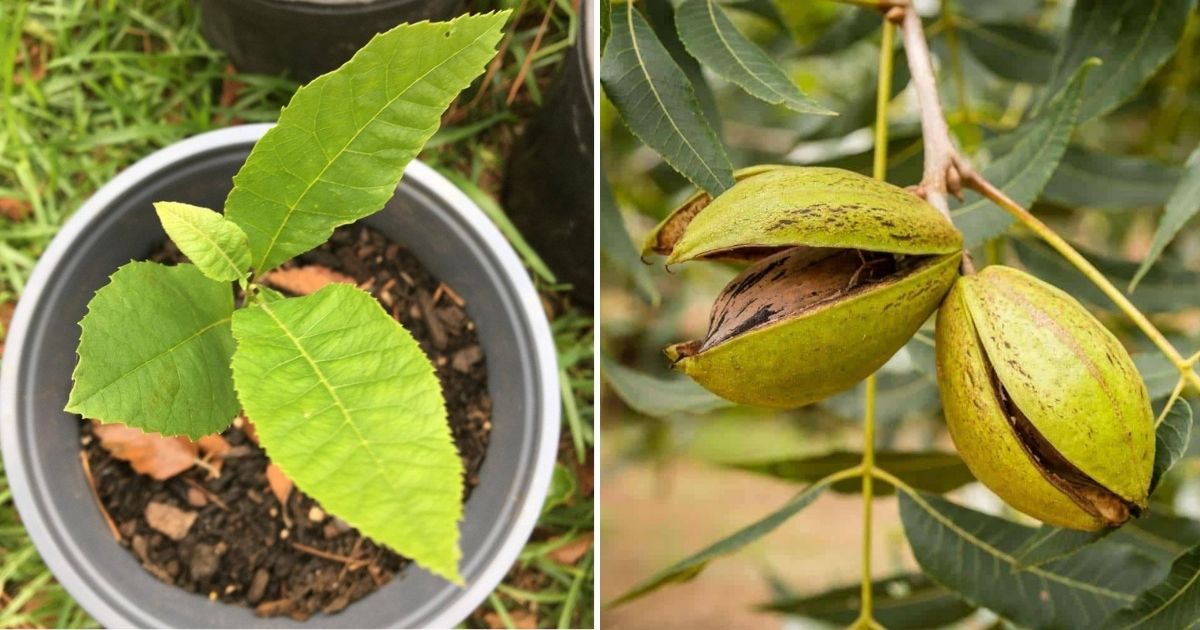 How To Grow Pecan Nuts From Seeds In 5 Easy Steps