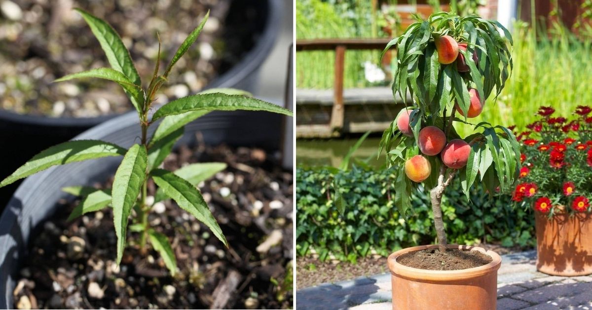 Common Mallow: A Miracle Plant That Can Treat A Variety of Ailments And ...