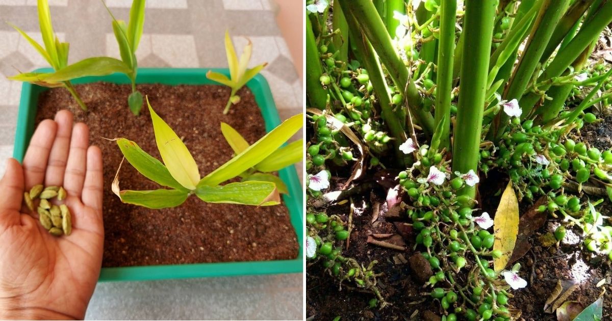 How To Grow Cardamom - Queen Of Spices From Seeds At Home