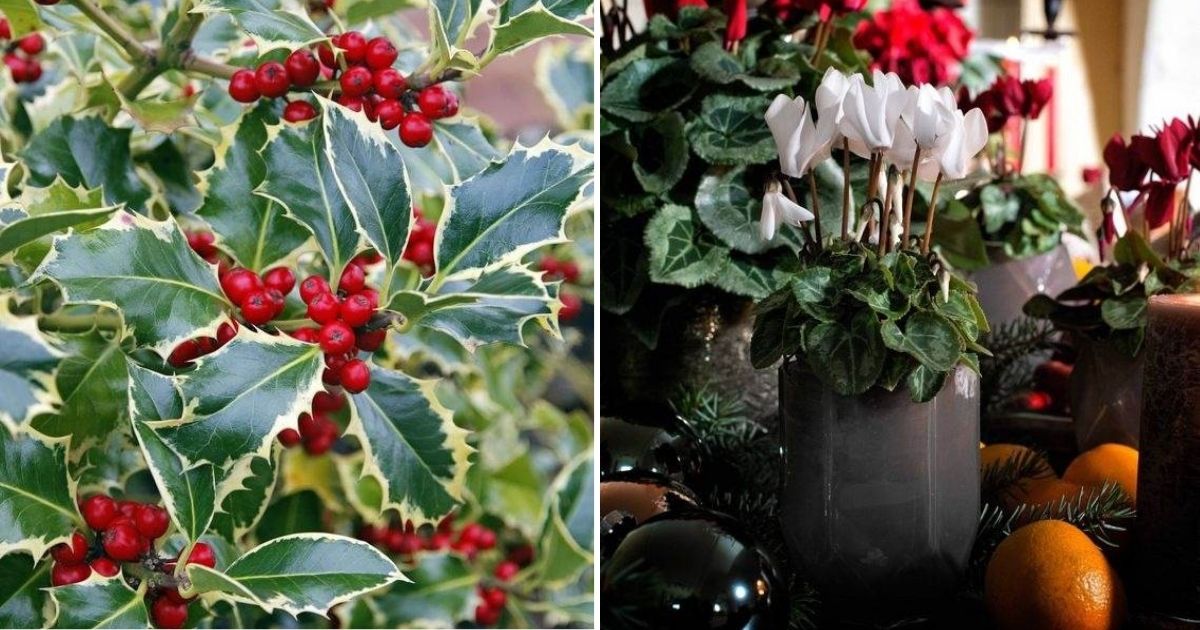 20 Christmas Flowers And Plants That Symbolize The Holiday Spirit