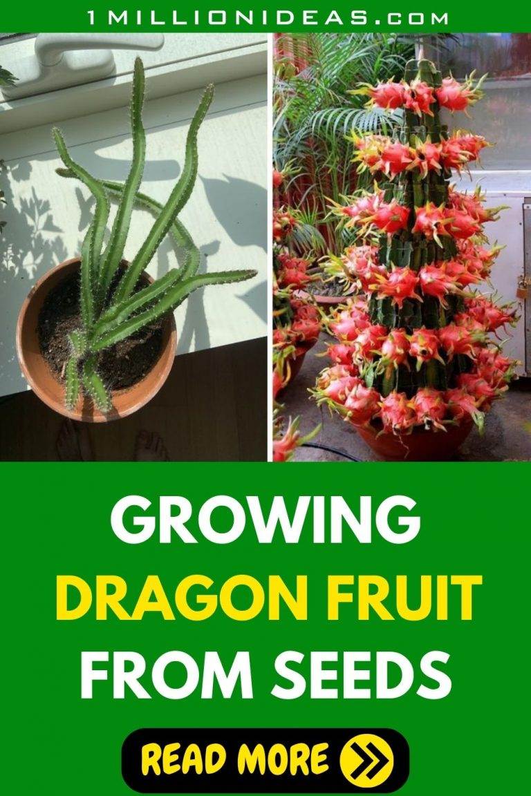 The Best Practice To Grow Your Own Dragon Fruit From Seeds